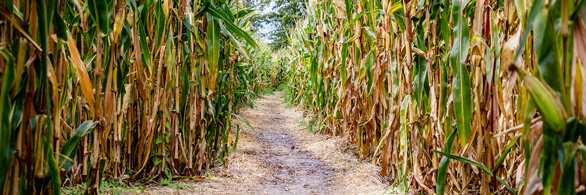 Mazezilla Corn Maze – Sights for Hope