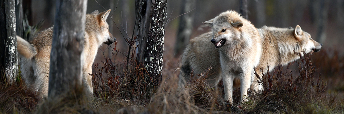 Visit to Lakota Wolf Preserve – Sights for Hope